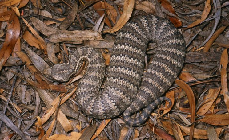 세계에서 가장 독이 강한 뱀 순위 top 10.jpg