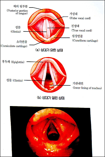 Pts 전문 테라피스트 모임 호흡기계respiratory System Daum 카페