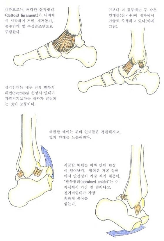 Pts 전문 테라피스트 모임 발목 관절 및 염좌 Daum 카페