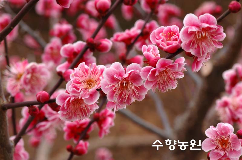 강상순 기타 아카데미 봄의 전령사 매화꽃 종류 Daum 카페