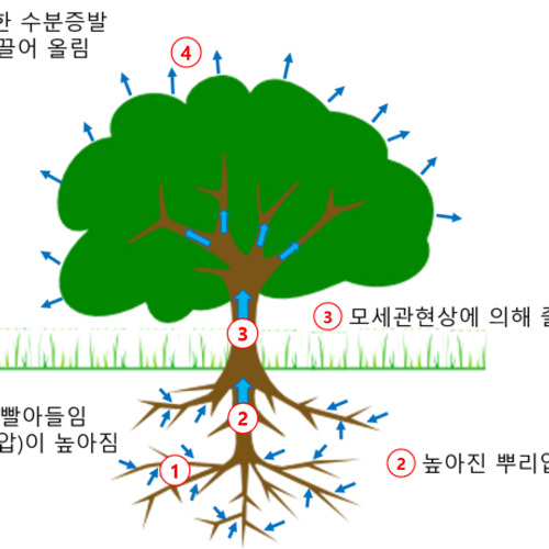 물의 모세관 작용