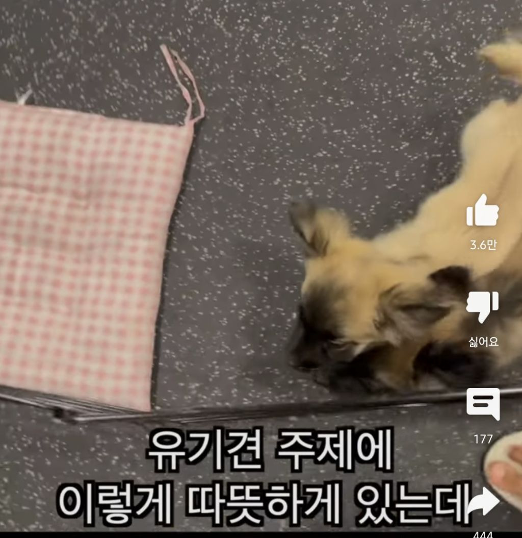 더쿠 못생긴 노을이 팝업 논란을 떠나 불호 포인트