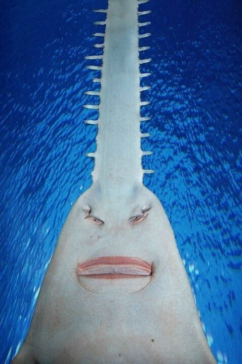 존나 귀여운 가오리 얼굴 vs 존나 무서운 톱가오리 얼굴.jpg