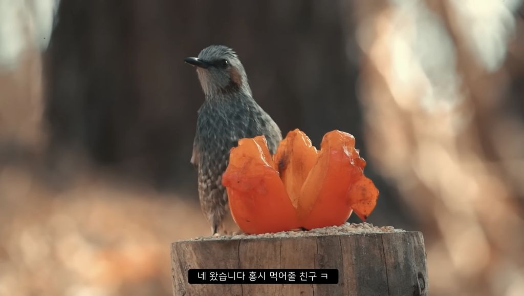 감나무 없는 산에 홍시를 가져다 놓으면 누가 먹을까 유머이슈 꾸르