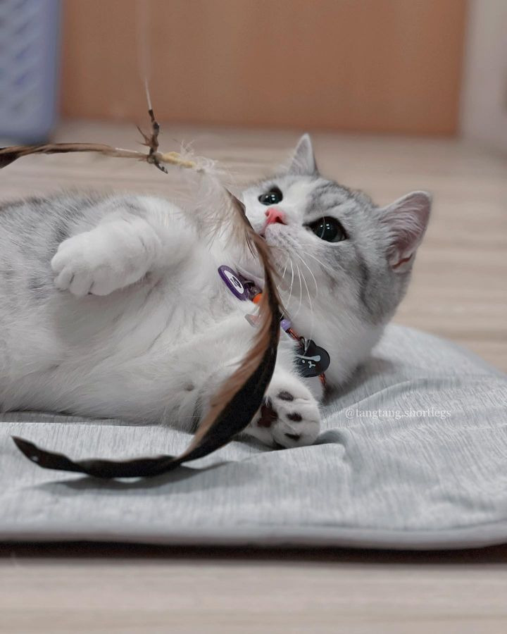 고앵이는 신이에요.jpg