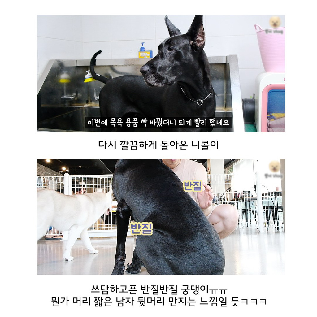 유머일번지 세상에서 가장 큰 강아지 ‘그레이트 데인 씻기기 Daum 카페