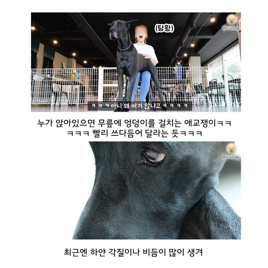 유머일번지 세상에서 가장 큰 강아지 ‘그레이트 데인 씻기기 Daum 카페
