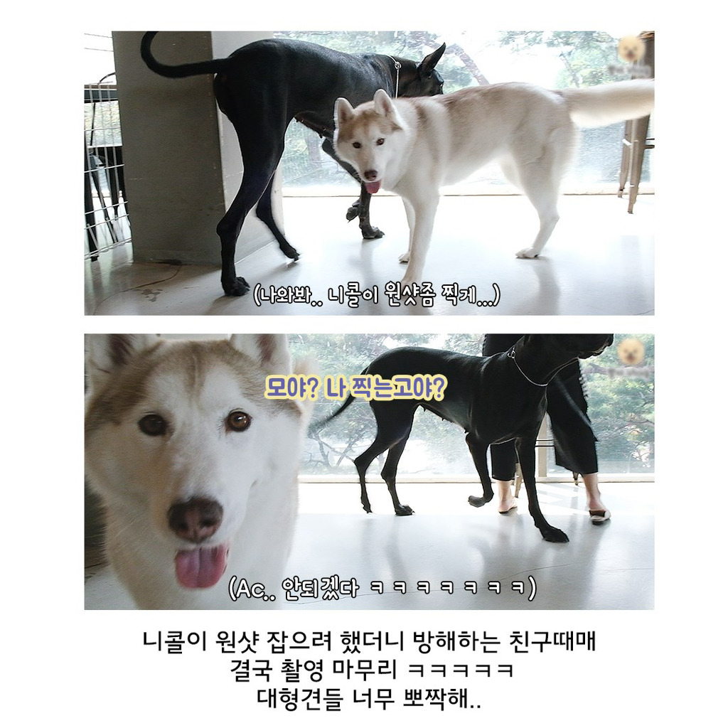 유머일번지 세상에서 가장 큰 강아지 ‘그레이트 데인 씻기기 Daum 카페