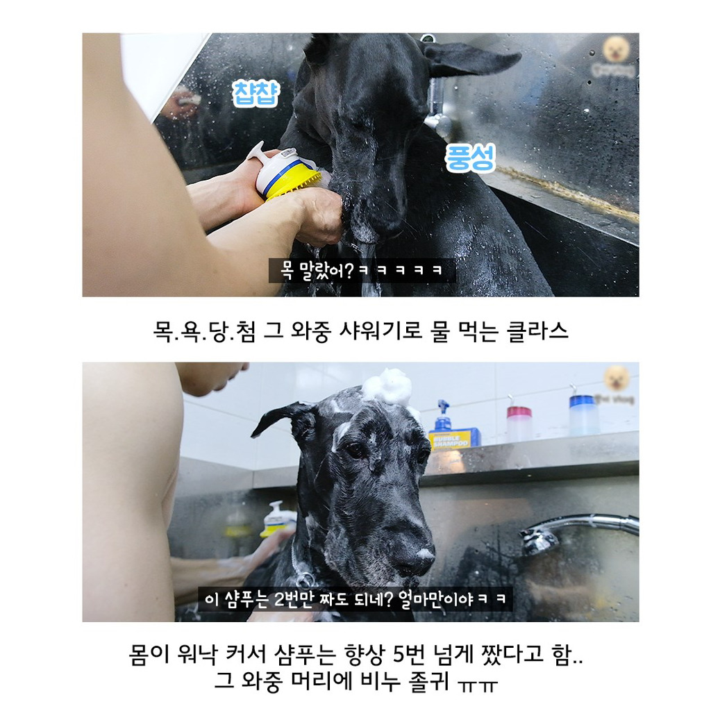 유머일번지 세상에서 가장 큰 강아지 ‘그레이트 데인 씻기기 Daum 카페