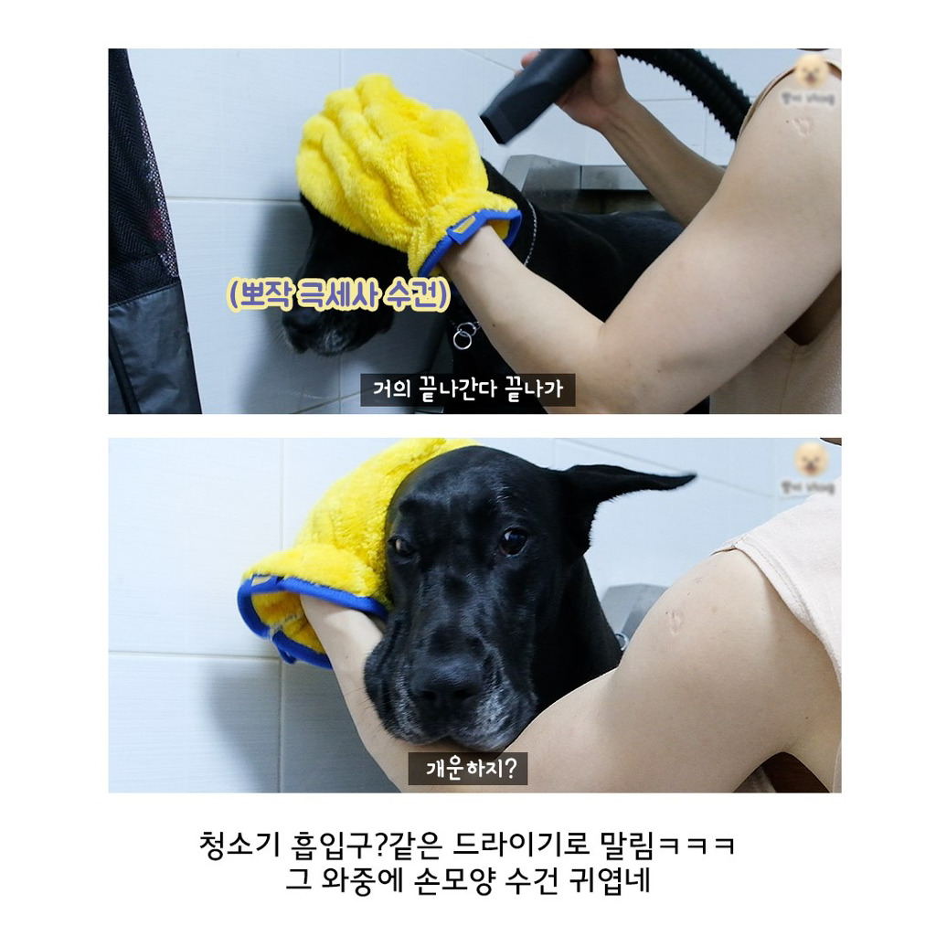 유머일번지 세상에서 가장 큰 강아지 ‘그레이트 데인 씻기기 Daum 카페