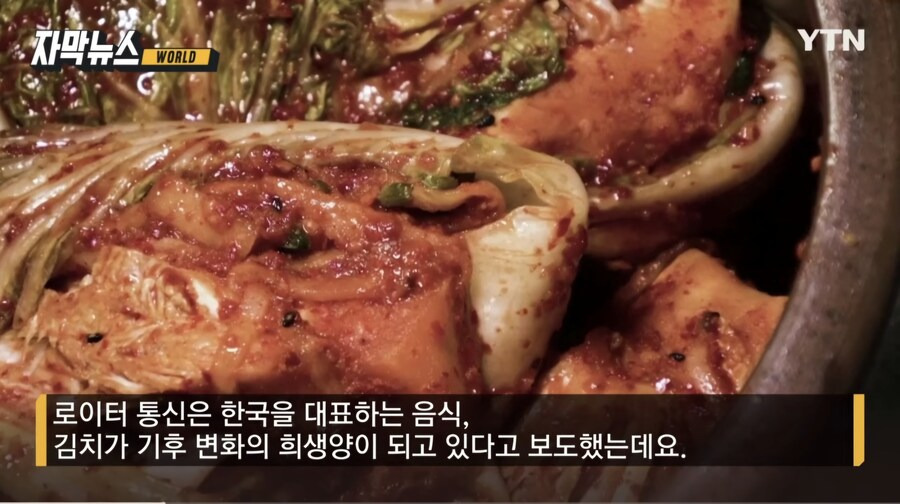 지구야 미안해 기후위기로 김치가 사라질수도 있다고 Daum 카페