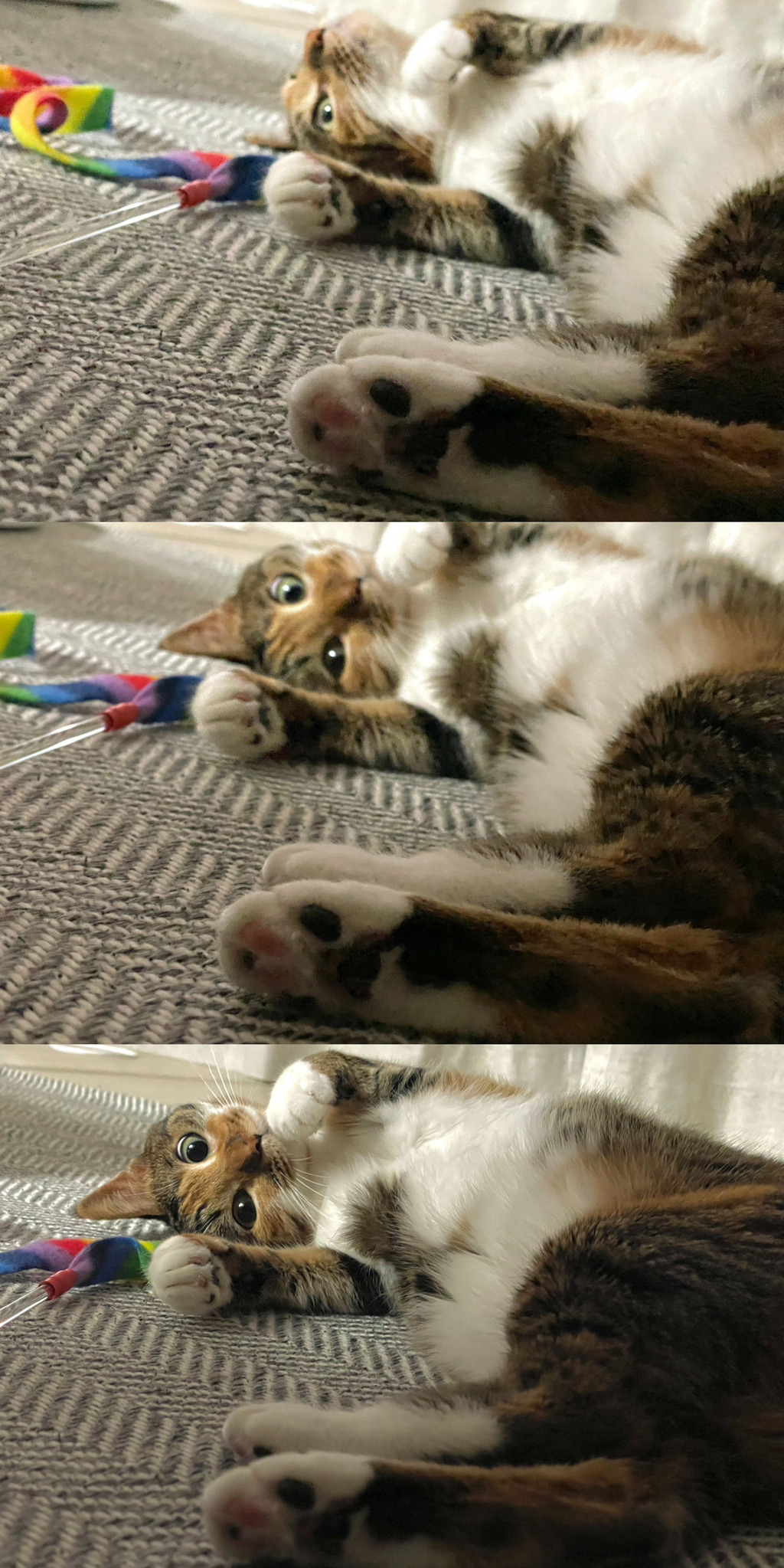 고양이는 정말 귀여워 우리집 고양이 Daum 카페