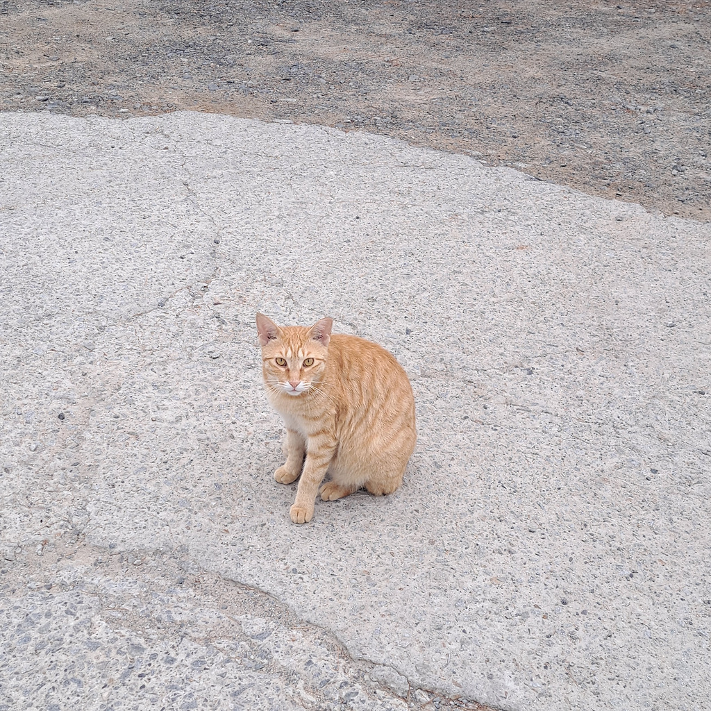 고양이는 정말 귀여워 치즈냥이 ㅎㅎ Daum 카페