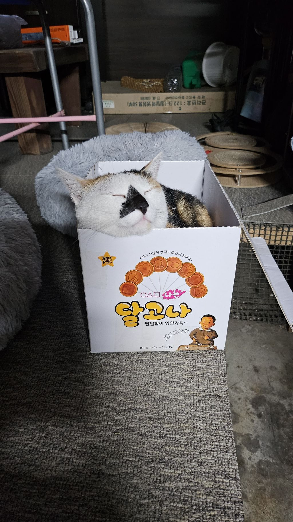 고양이는 정말 귀여워 시골 마당냥이 Daum 카페