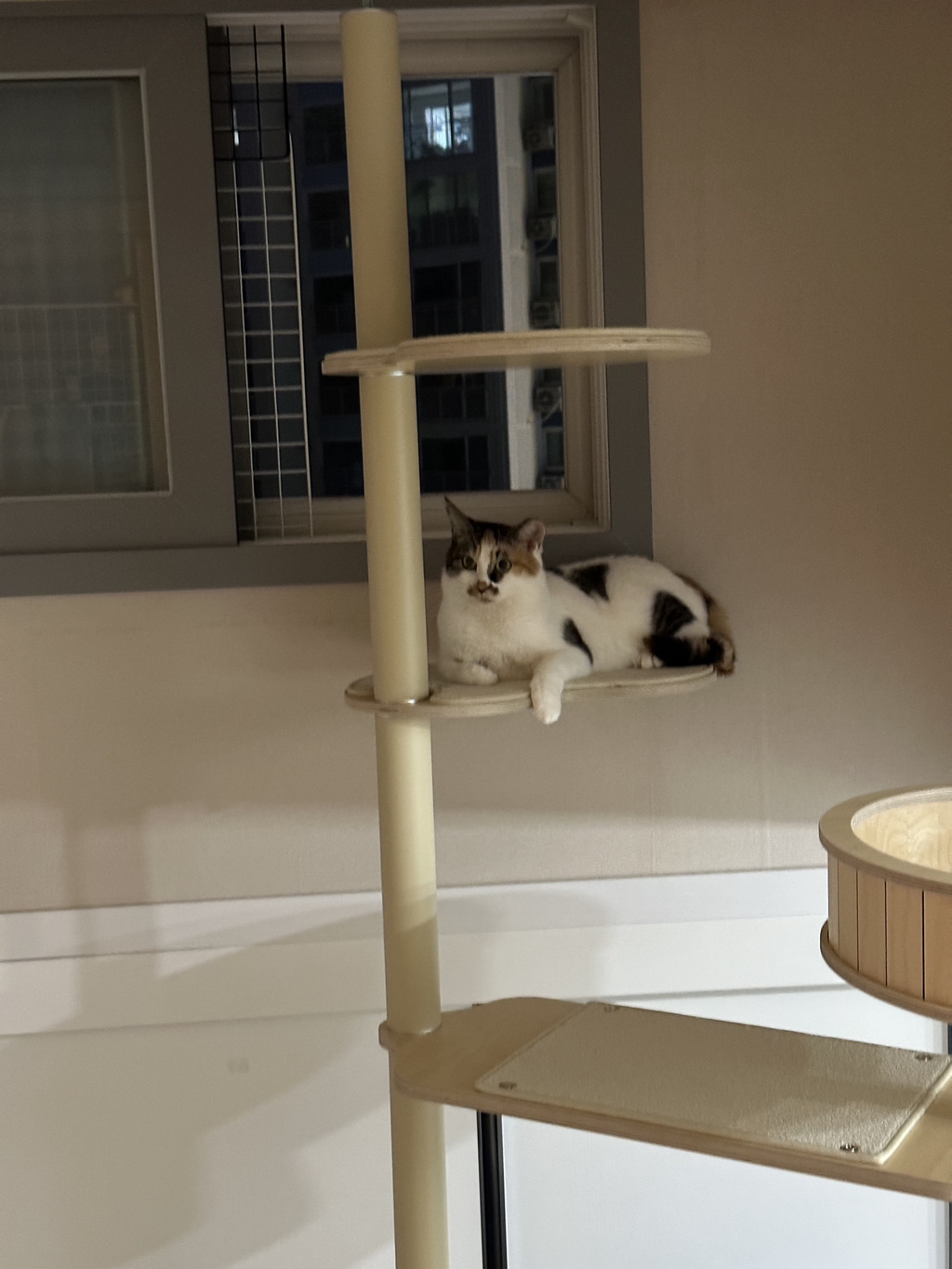 고양이는 정말 귀여워 울집 고양이 또 보고가세요 Daum 카페