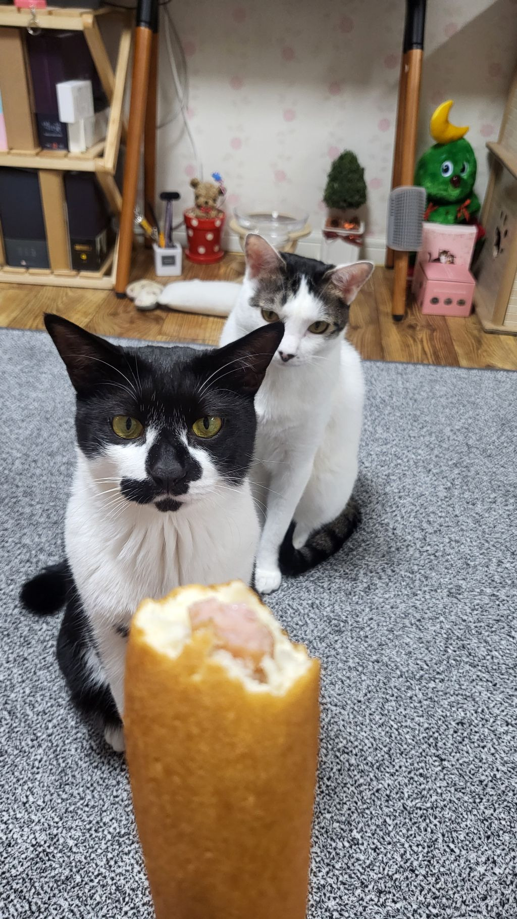 고양이는 정말 귀여워 우리집 고양이 Daum 카페