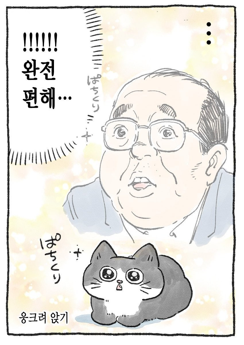 고양이는 정말 귀여워 고양이로 환생한 아저씨 만화 Daum 카페