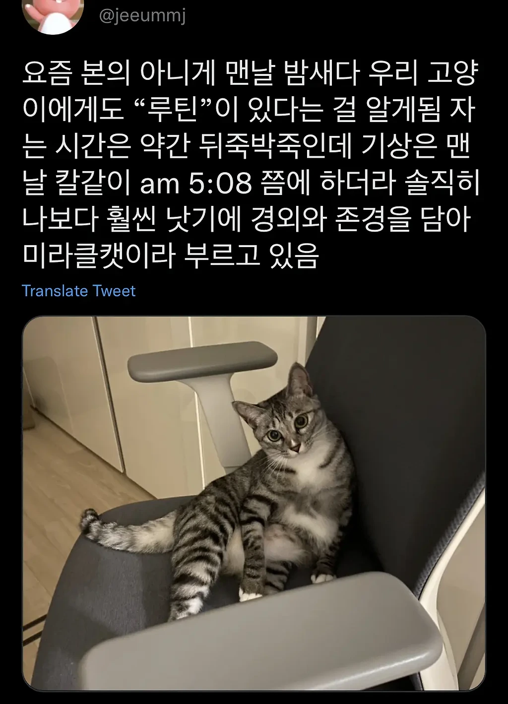 고양이는 정말 귀여워 고양이들 자기들 나름 루틴 있는 거 귀여움 Daum 카페