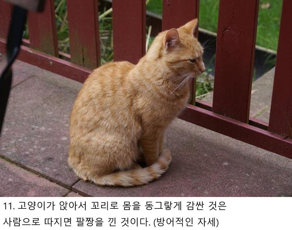 고양이는 정말 귀여워 알아두면 쓸모는 없지만 귀여운 고양이 지식 Daum 카페