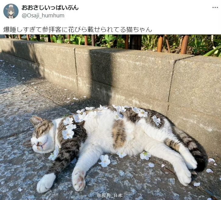 고양이는 정말 귀여워 길거리에서 꿀잠자던 고양이의 최후 Daum 카페