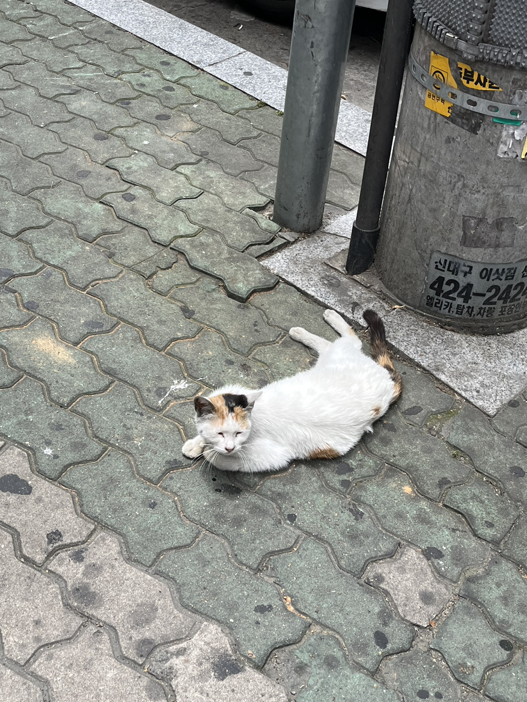 고양이는 정말 귀여워 길냥이 Daum 카페