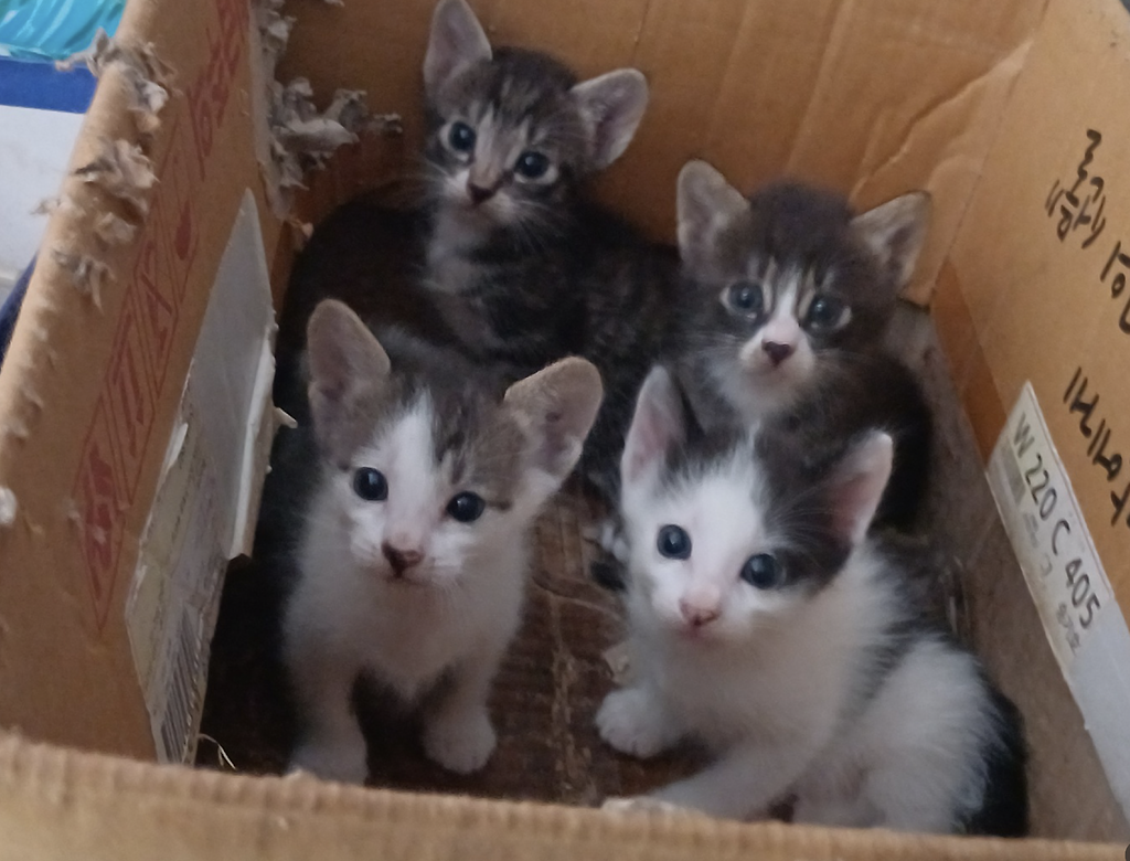 고양이는 정말 귀여워 또다시 시골고양이 Daum 카페