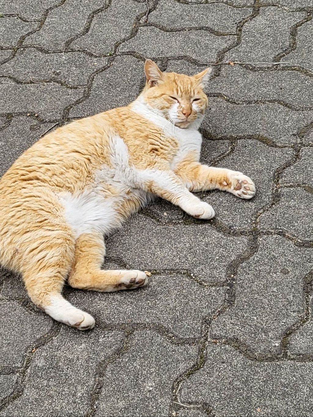 고양이는 정말 귀여워 😼 Daum 카페