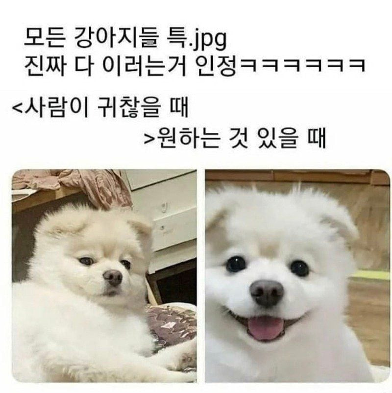 멍사랑 세상 귀여운 멍멍이 Ssul~ 🐕 Daum 카페