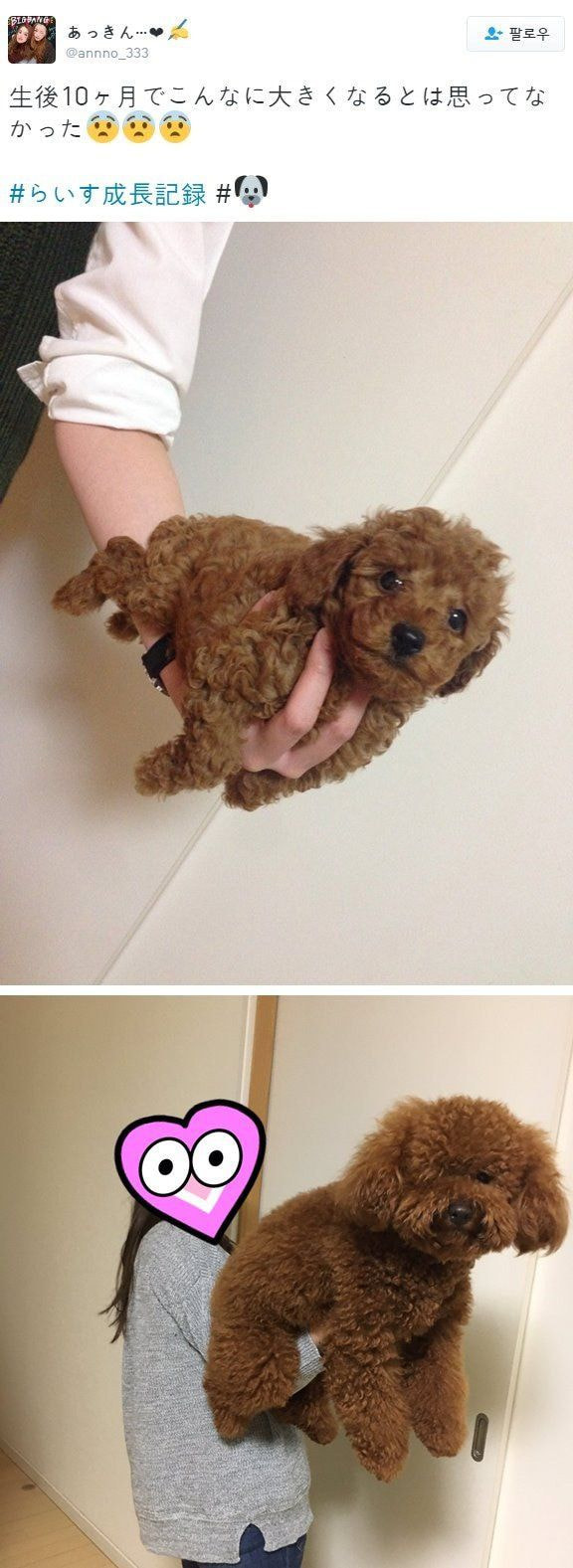 멍사랑 세상 귀여운 멍멍이 Ssul~ 🐕 Daum 카페