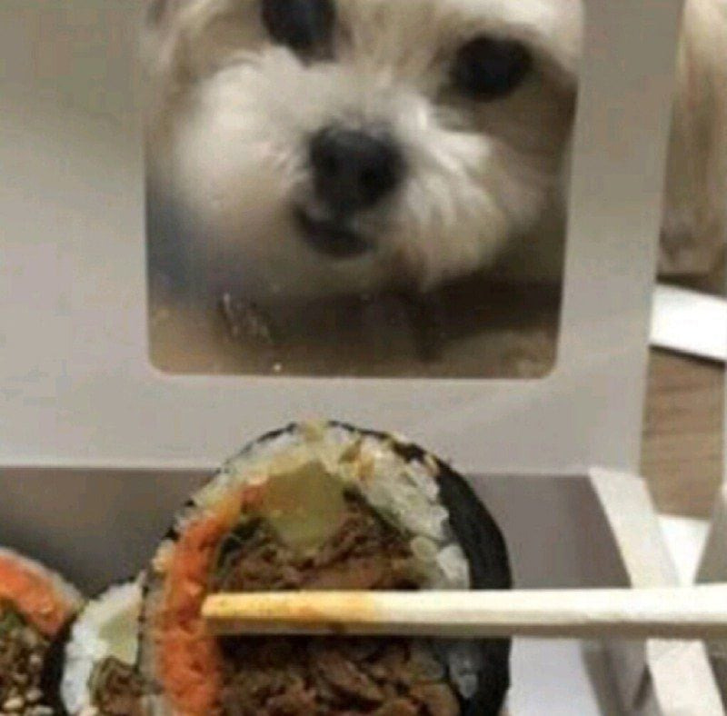 멍사랑 세상 귀여운 멍멍이 Ssul~ 🐕 Daum 카페