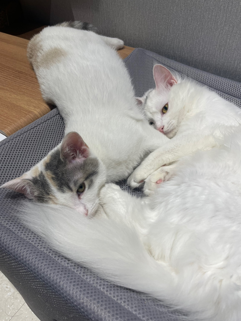 나만없어고양이 우리집 돼냥 Daum 카페