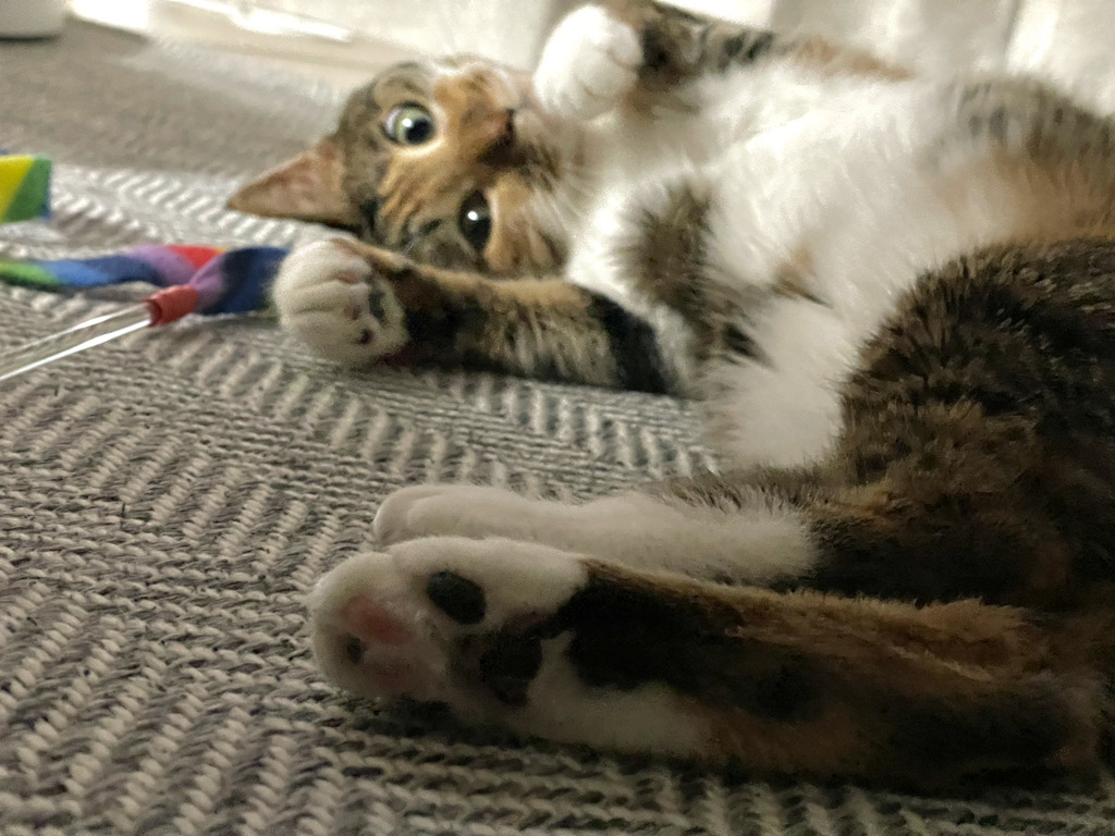 나만없어고양이 우리집 고양이 Daum 카페