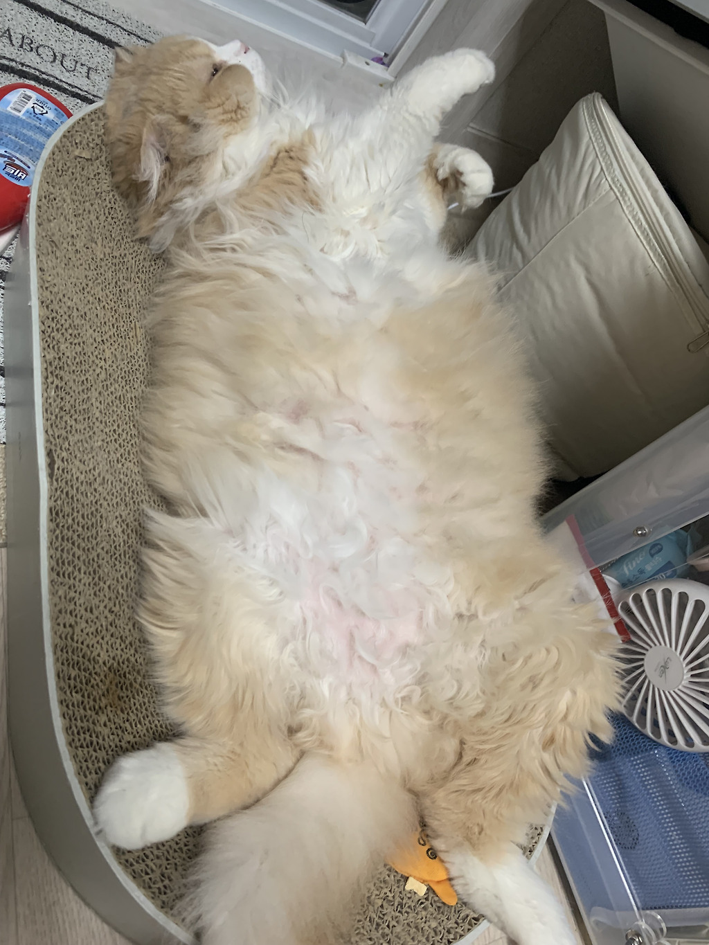나만없어고양이 우리집 뚠뚠이들 Daum 카페
