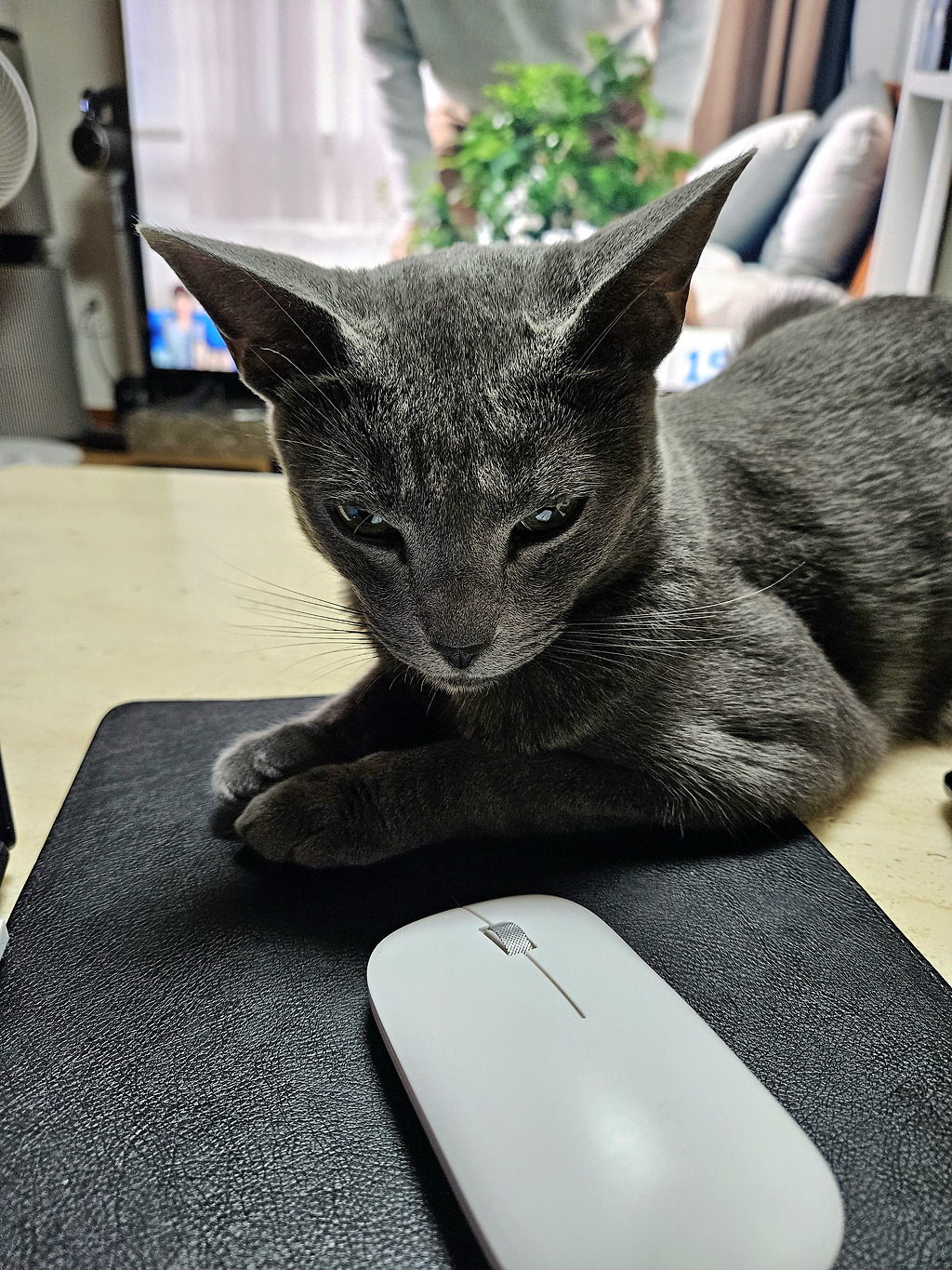 나만없어고양이 마우스앞에 민트 Daum 카페