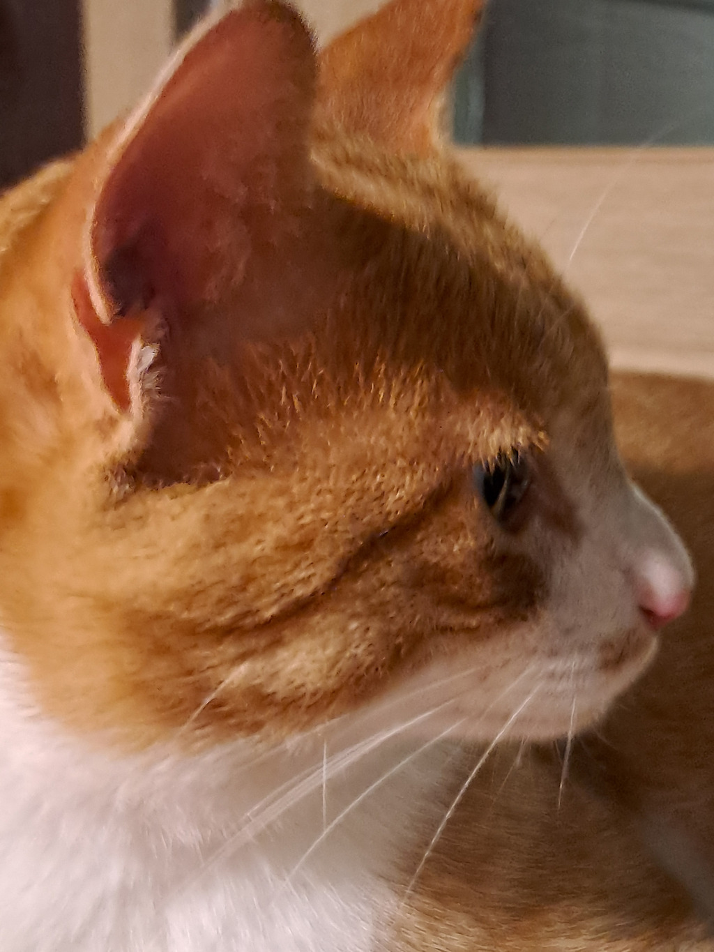 나만없어고양이 오늘도 의젓한 우리냥이~♡ Daum 카페