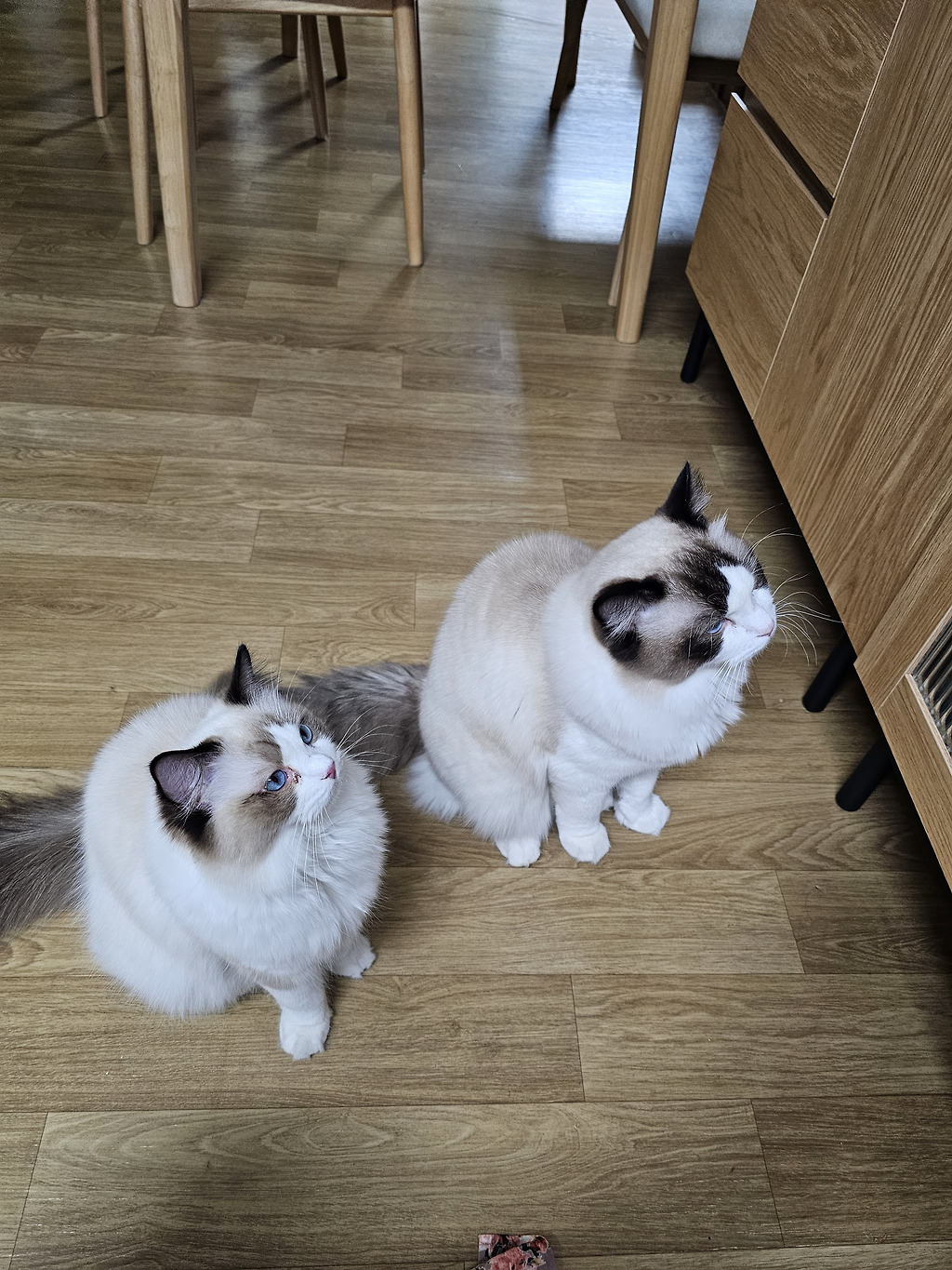나만없어고양이 같은 곳을 바라보는 커플♡ Daum 카페