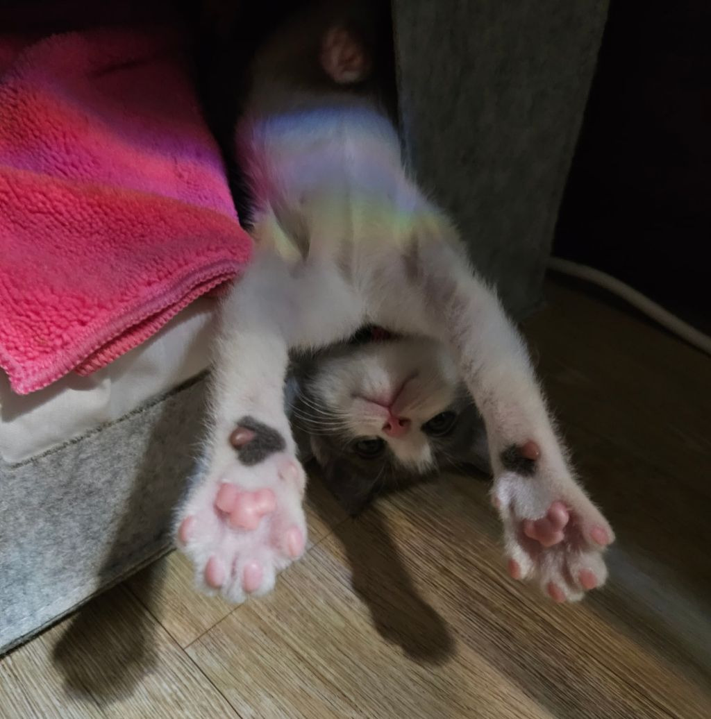 나만없어고양이 우리집 웃상 고양이 Daum 카페