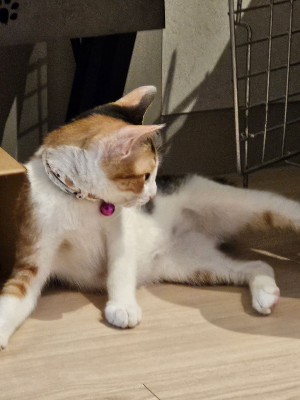 나만없어고양이 우리집 냥이 Daum 카페