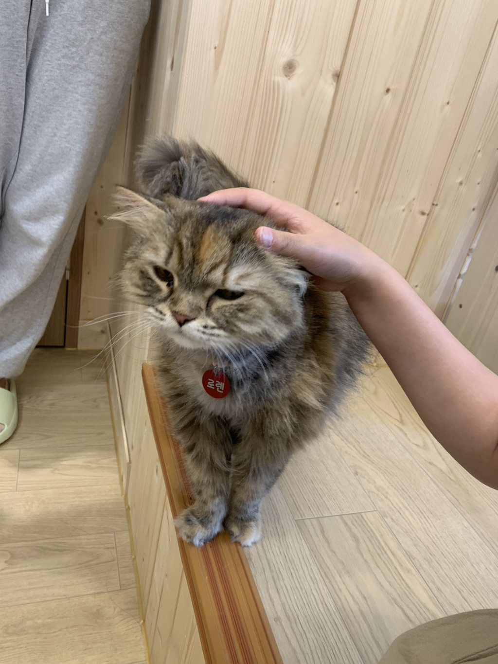 나만없어고양이 유기묘를 돌보는 냥이카페 첨 가봤어요 Daum 카페
