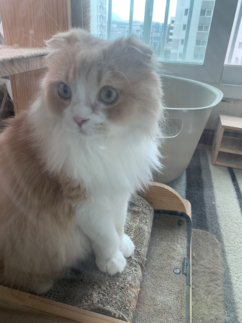 나만없어고양이 우리집 뚠뚠이들 Daum 카페