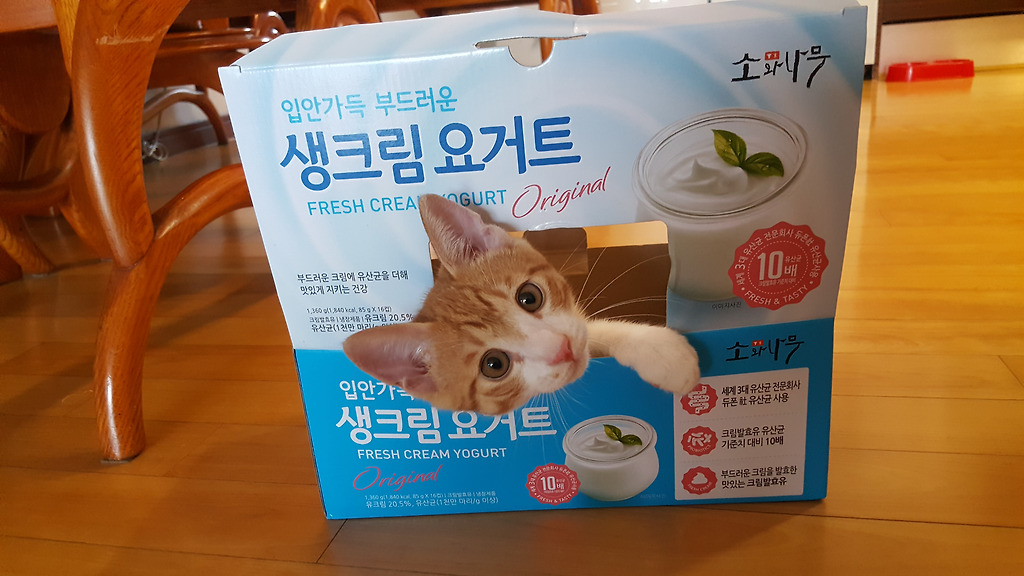 나만없어고양이 나 찿아 봐라~ 귀여워 Daum 카페