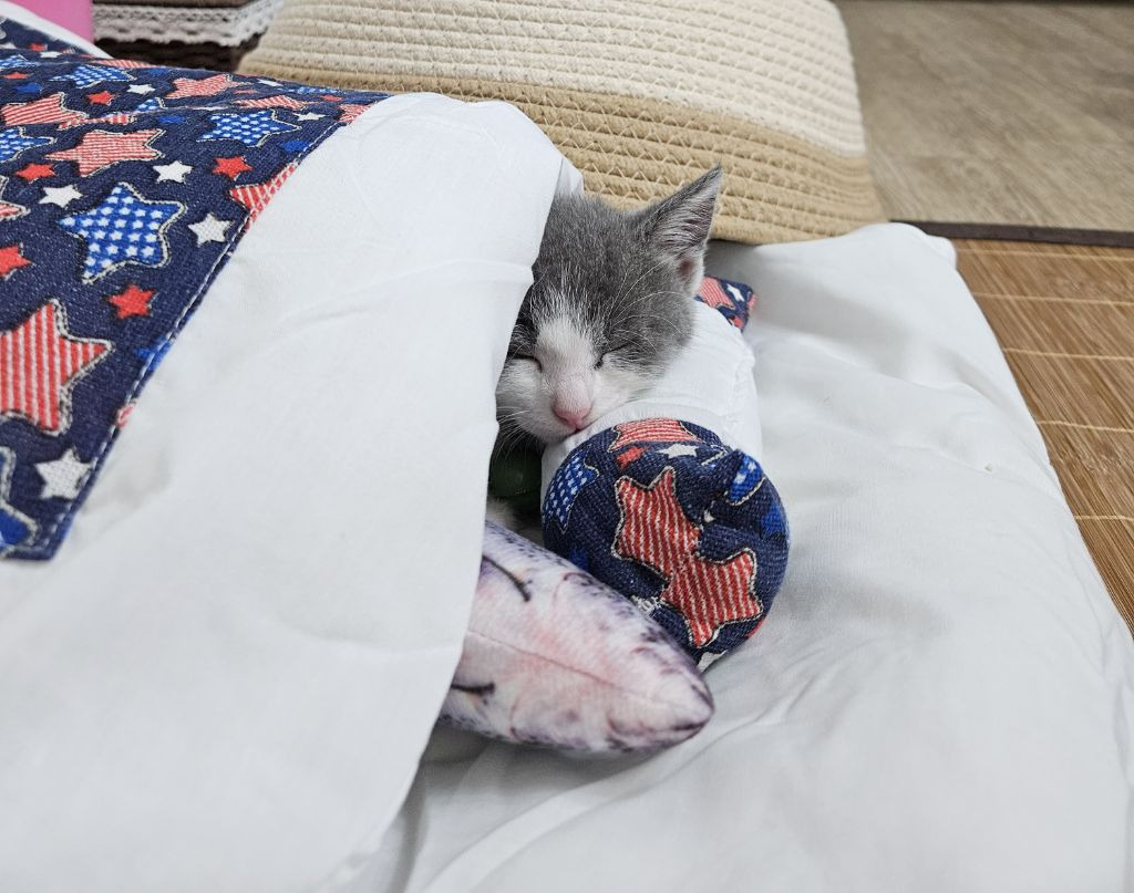 나만없어고양이 우리집 웃상 고양이 Daum 카페