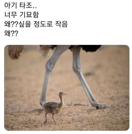 이세상 귀여운 것들 아기 타조 사이즈봐바 Daum 카페