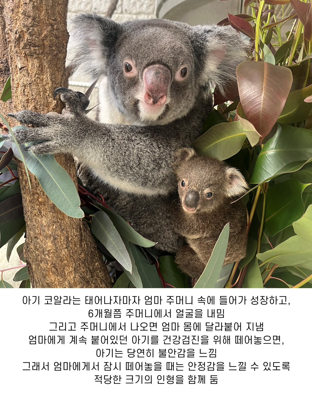 이세상 귀여운 것들 너무너무 귀여운 아기 코알라 몸무게 재는 모습 Daum 카페