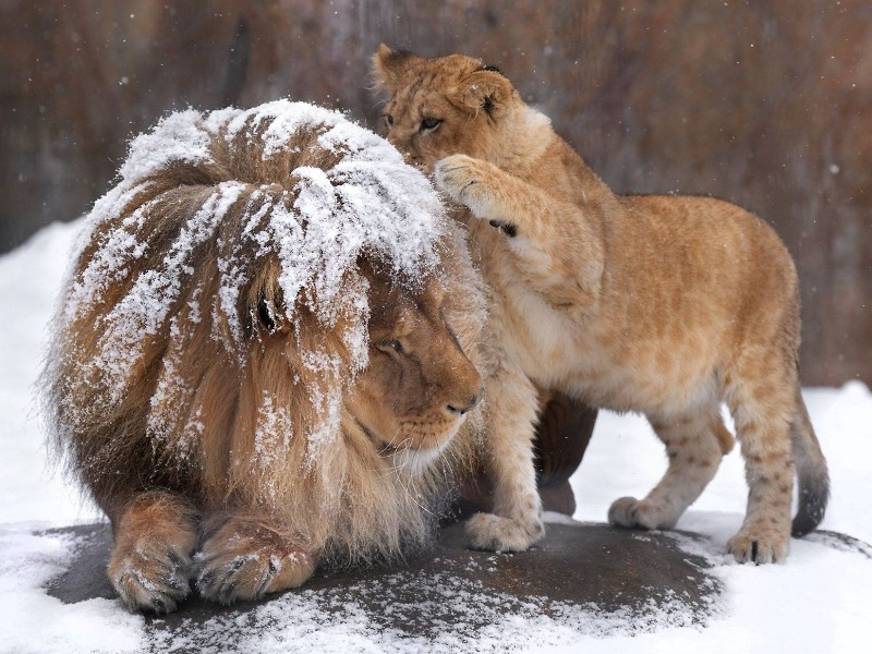 이세상 귀여운 것들 아빠 머리에 쌓인 눈을 털어주려던 아기사자 🦁 Daum 카페