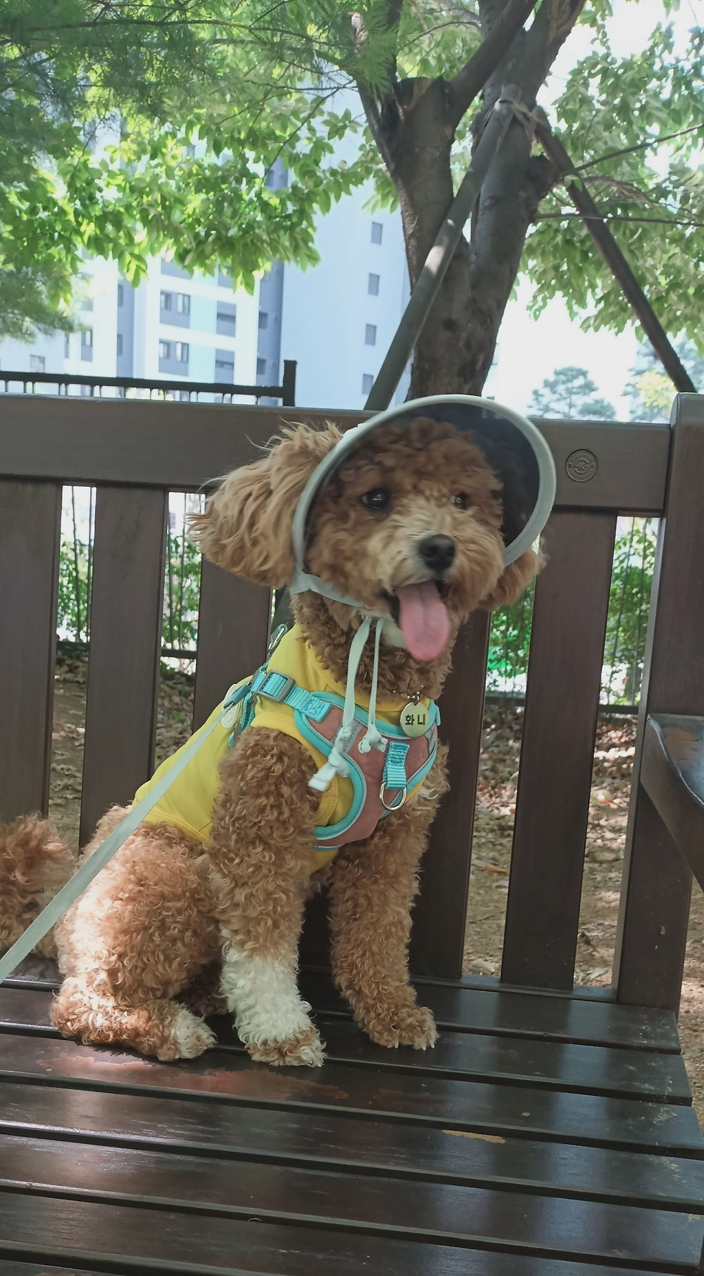 전국 강쥐냥이 자랑 대회 여름준비끝~~ Daum 카페