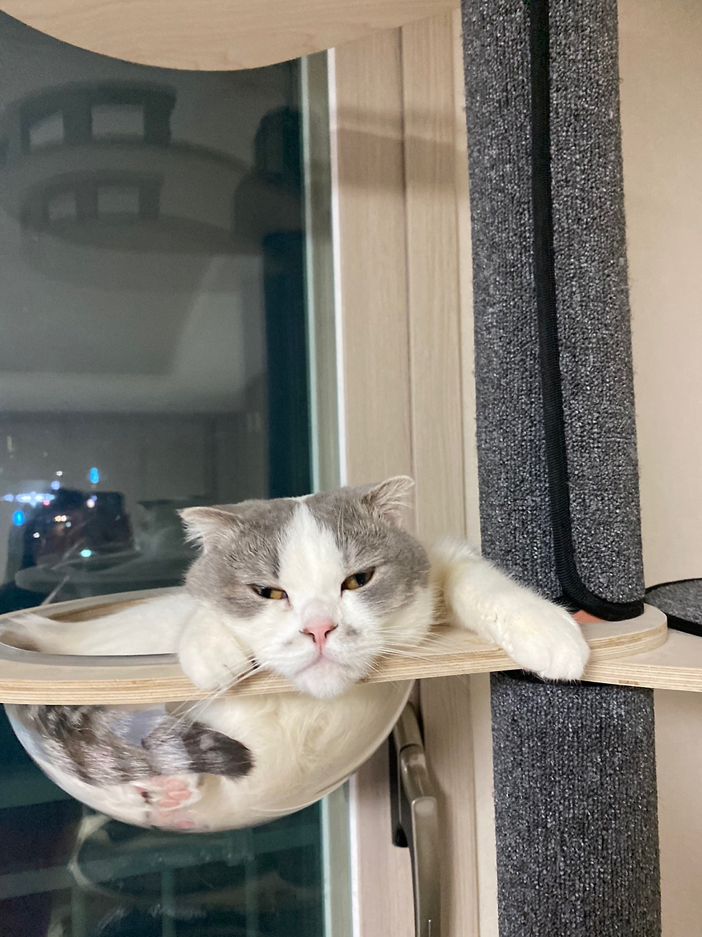 전국 강쥐냥이 자랑 대회 흠 Daum 카페