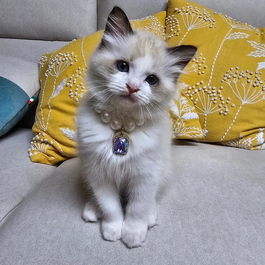 전국 강쥐냥이 자랑 대회 저희집 고양이에요 Daum 카페