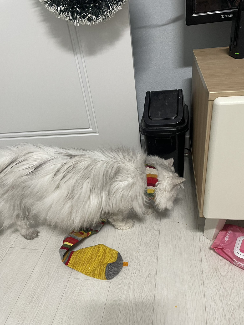 전국 강쥐냥이 자랑 대회 양말로 옷 만들어입은 고양이 Daum 카페