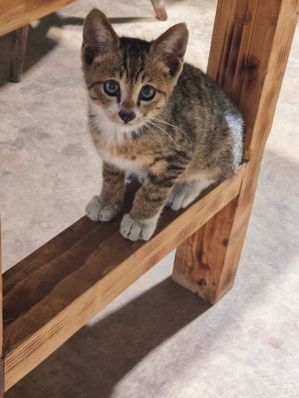 전국 강쥐냥이 자랑 대회 저희 강아지 고양이 보고가세요 Daum 카페